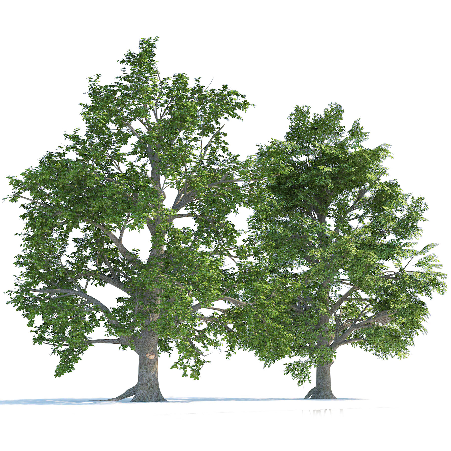 ArtStation - High and Low Poly Broadleaf Trees | Resources