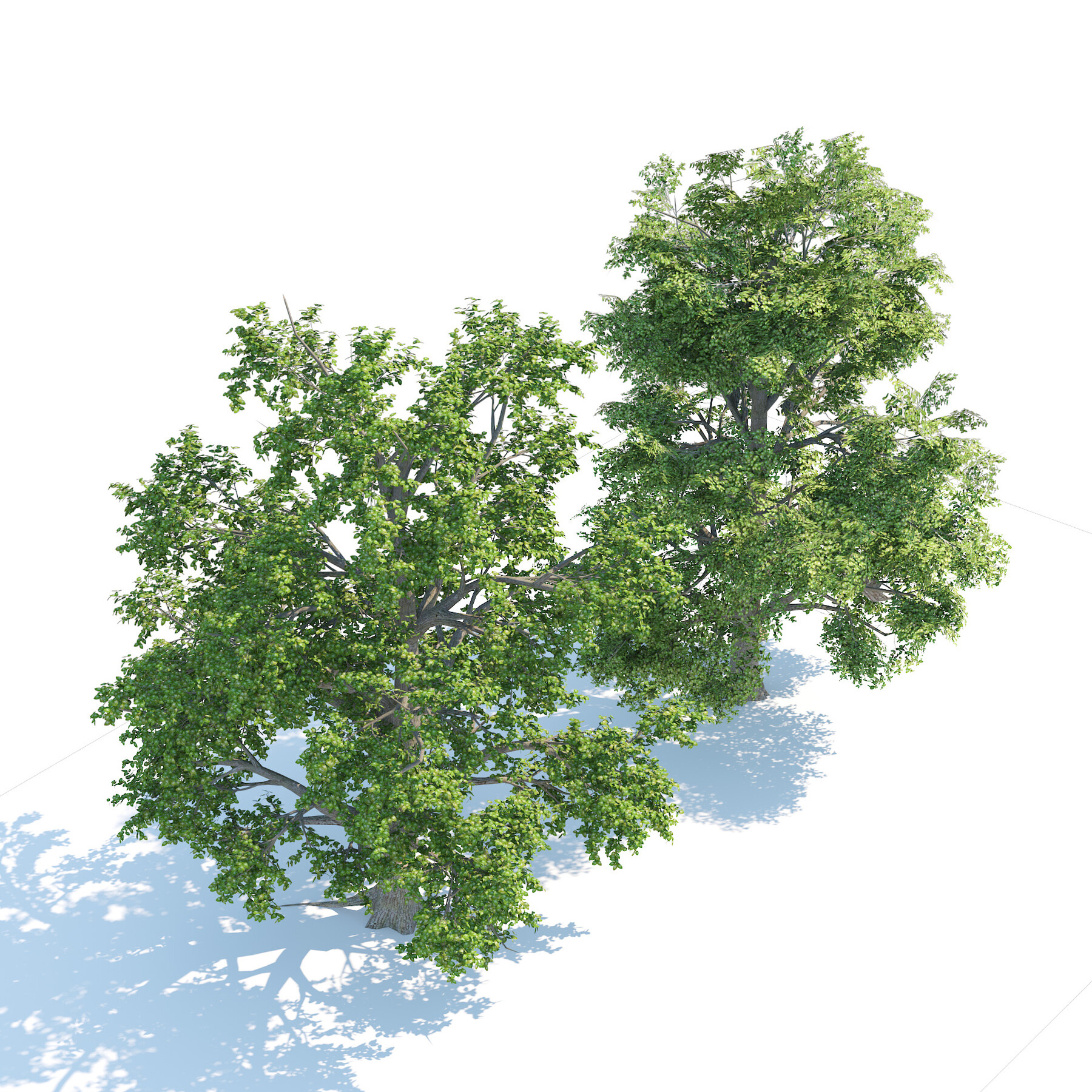 ArtStation - High and Low Poly Broadleaf Trees | Resources
