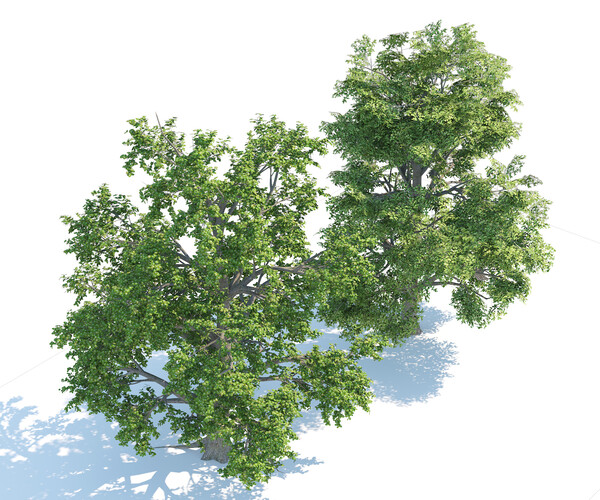 ArtStation - High and Low Poly Broadleaf Trees | Resources