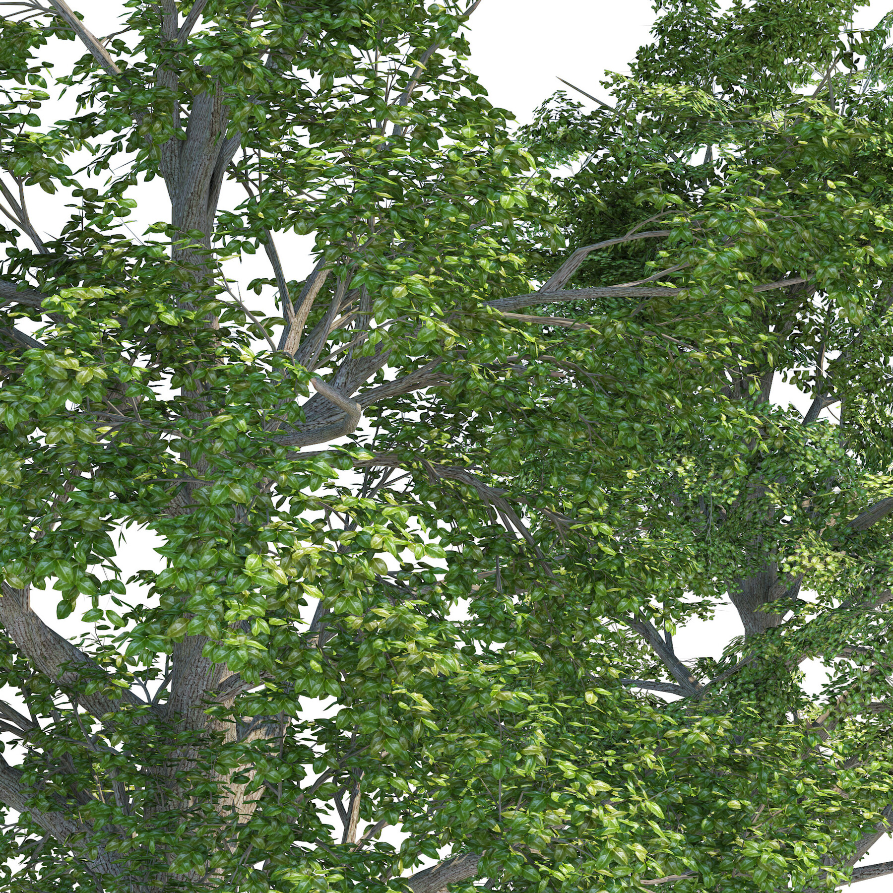 ArtStation - High and Low Poly Broadleaf Trees | Resources