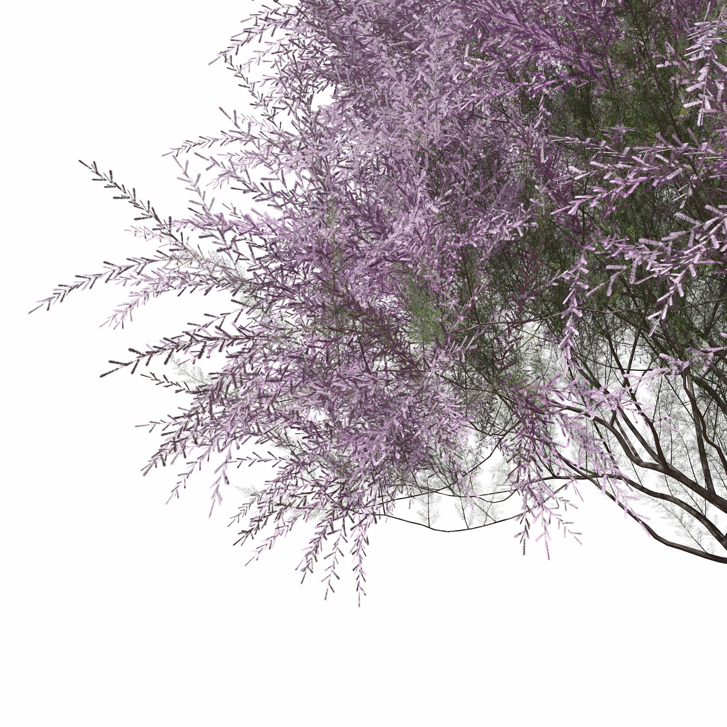 ArtStation - Tamarix Gallica Tree with Flowers | Resources