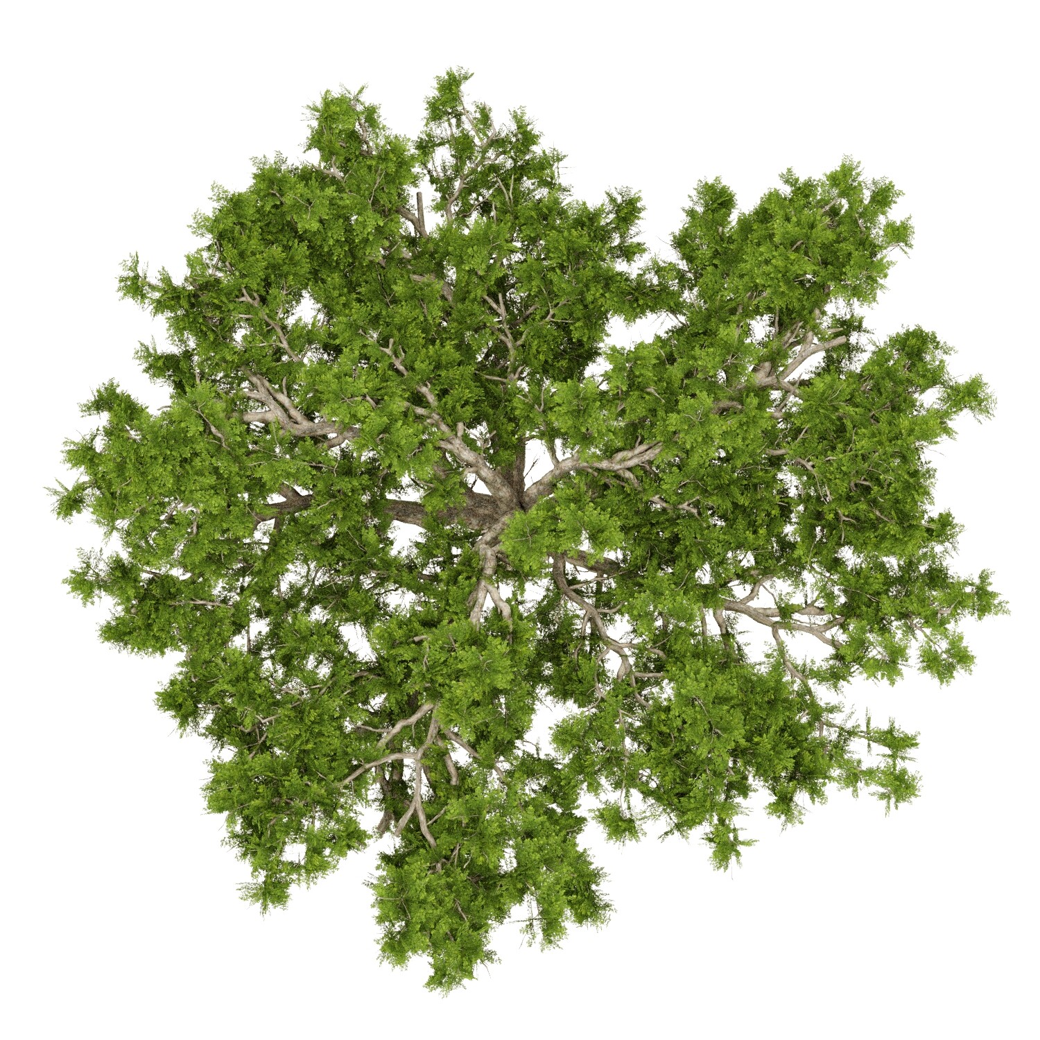 ArtStation - Acacia Old Tree | Resources