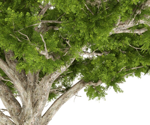 ArtStation - Acacia Old Tree | Resources
