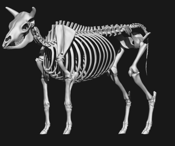 ArtStation - Cow skeleton | Resources