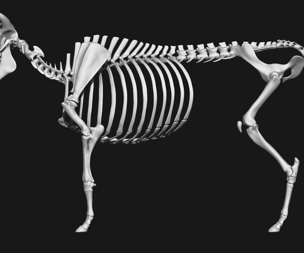 ArtStation - Cow skeleton | Resources
