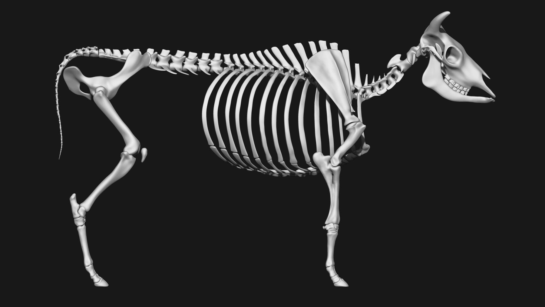 ArtStation - Cow skeleton | Resources