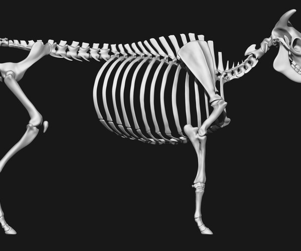 ArtStation - Cow skeleton | Resources
