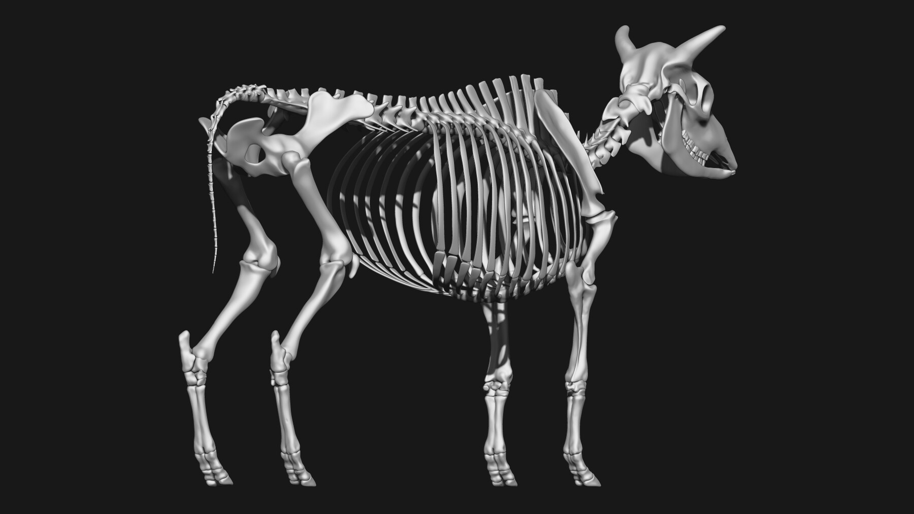 ArtStation - Cow skeleton | Resources