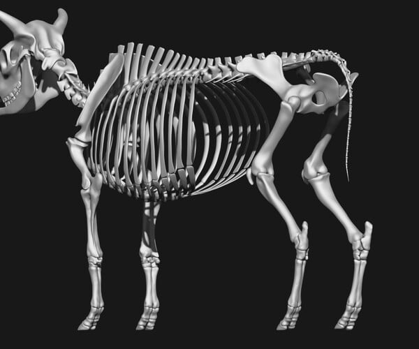 ArtStation - Cow skeleton | Resources