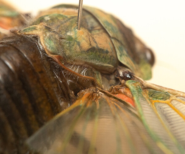 ArtStation - Green Cicada Photo Reference Pack | Resources