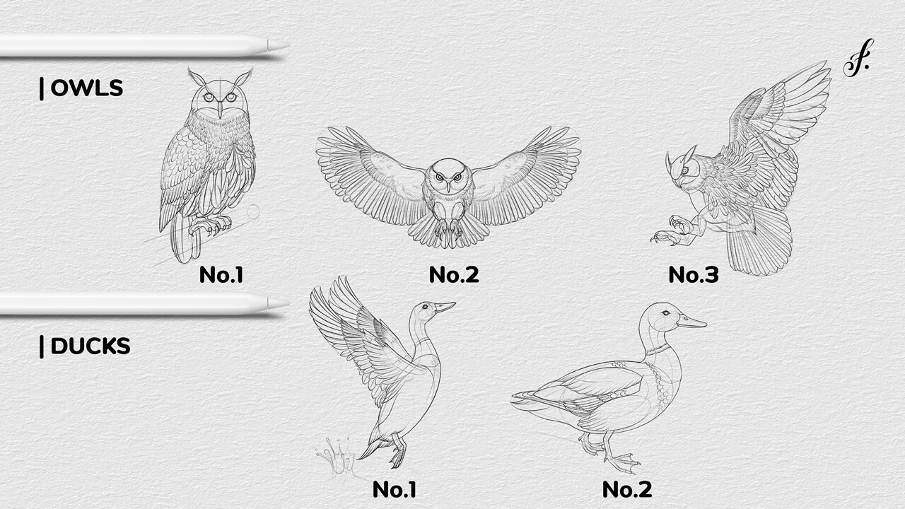 ArtStation - Bird Procreate Brush | 27 Bird Brushes for Procreate | Brushes