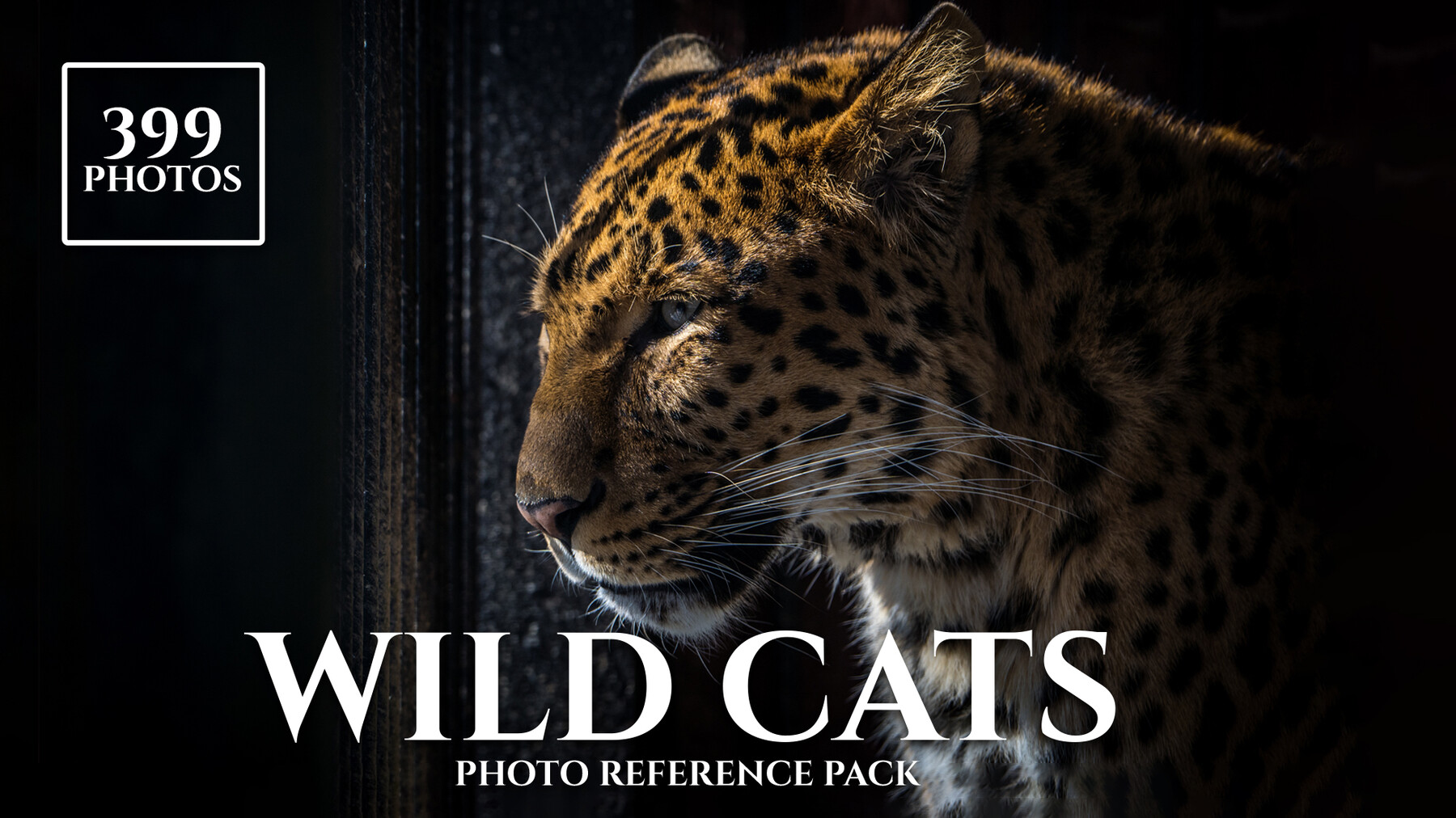 ArtStation - Wild Cats - Reference Photo Pack For Artists 399 JPEGs ...