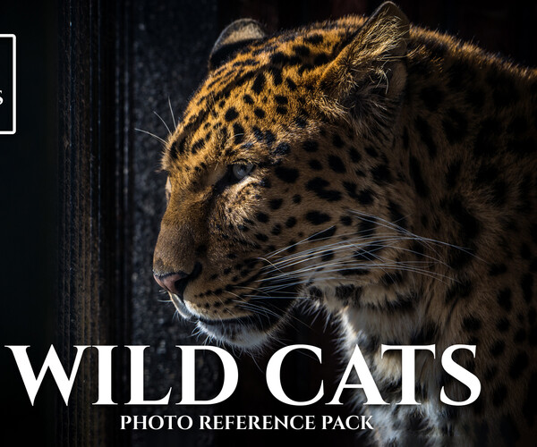 ArtStation - Wild Cats - Reference Photo Pack For Artists 399 JPEGs ...