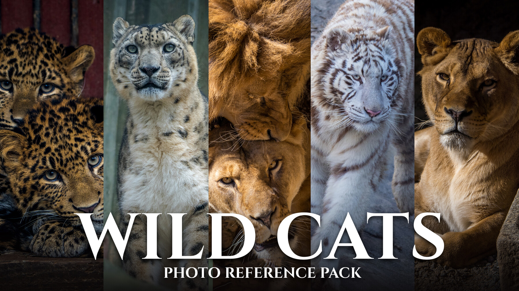 ArtStation - Wild Cats - Reference Photo Pack For Artists 399 JPEGs ...