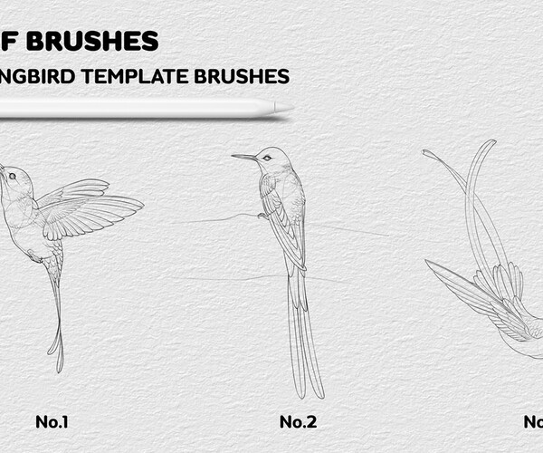 ArtStation - Procreate Hummingbird | 3 Bird Procreate Brushes | Brushes