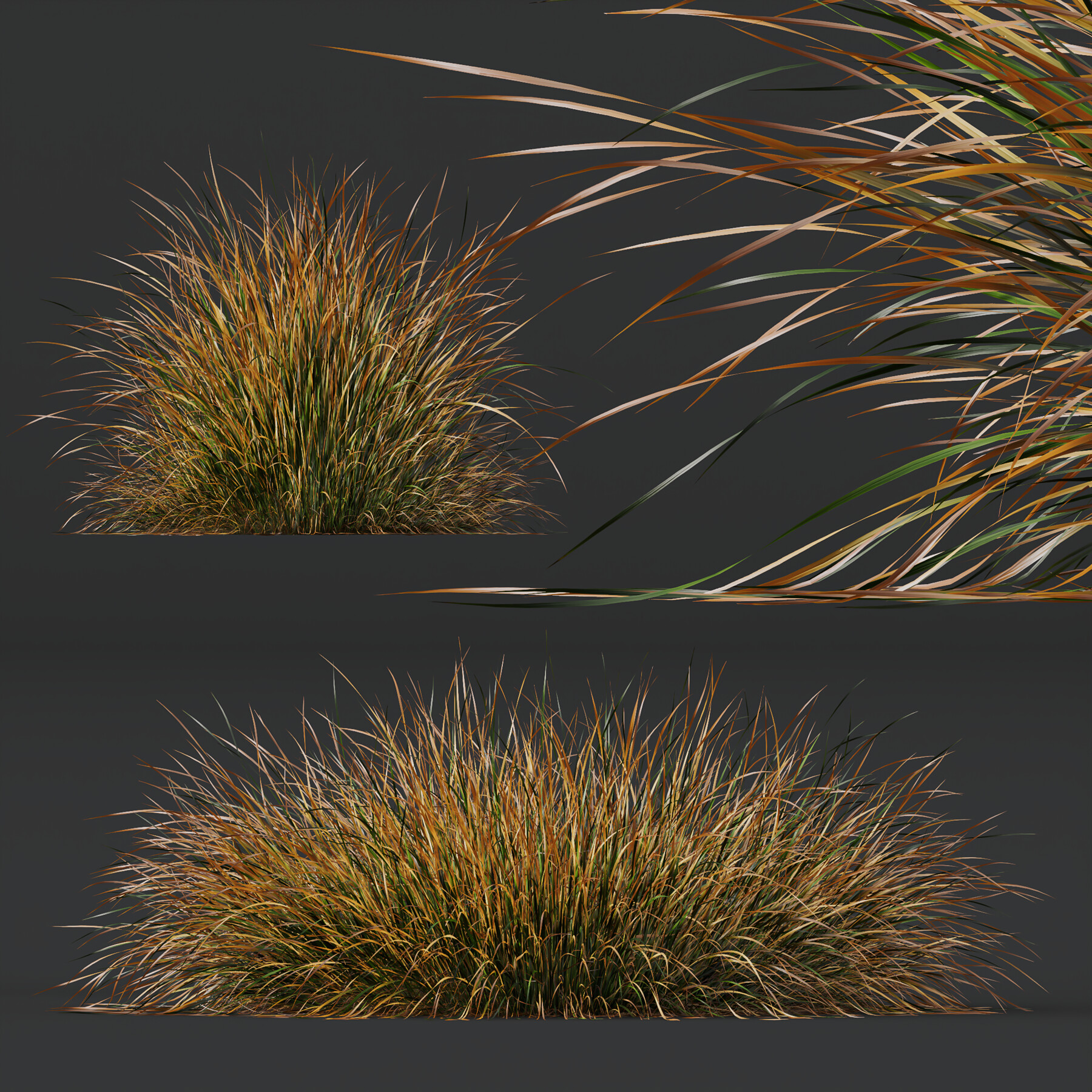 ArtStation - Plants Carex Testacea Orange Sedge Grass Prairie Fire ...