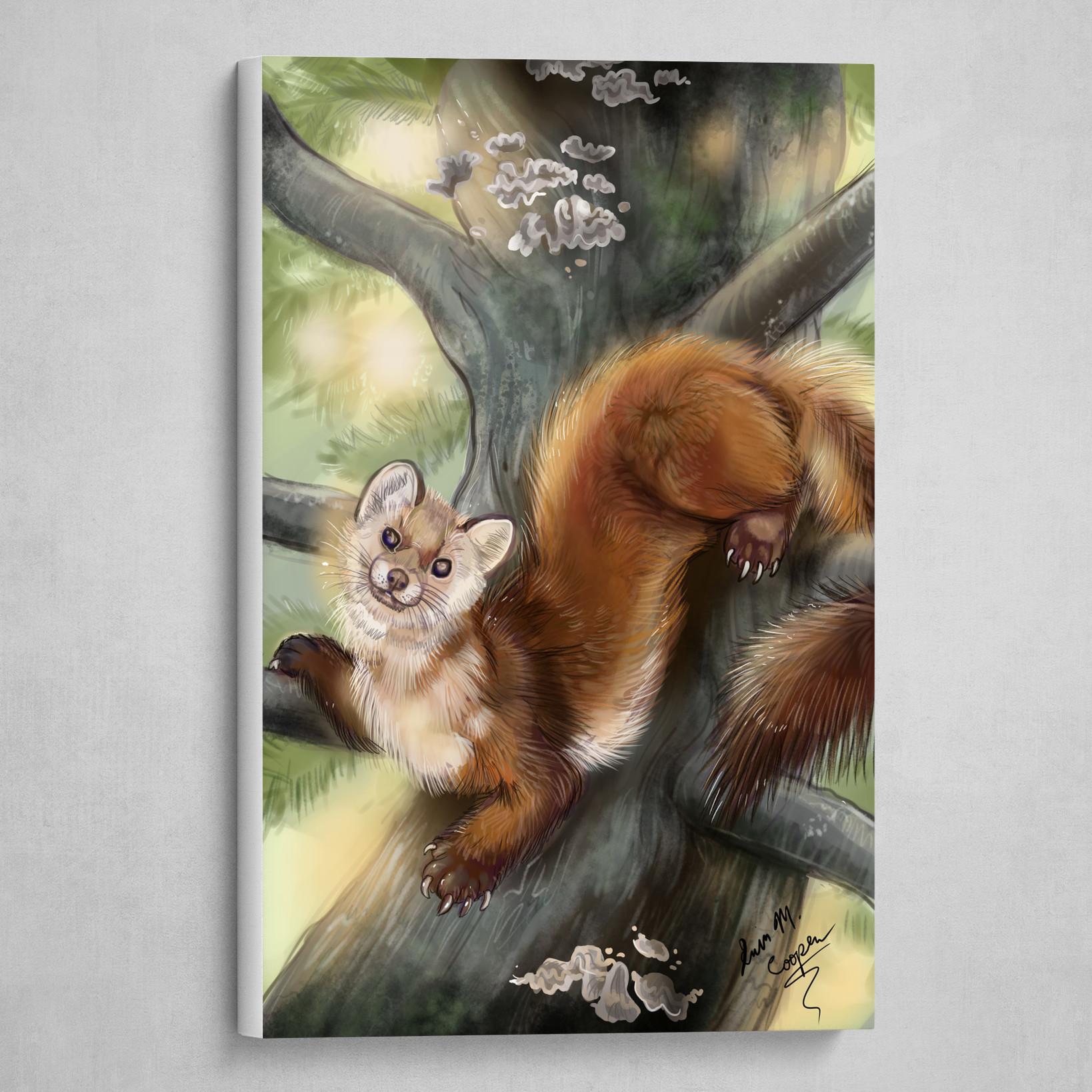American Marten Drawing