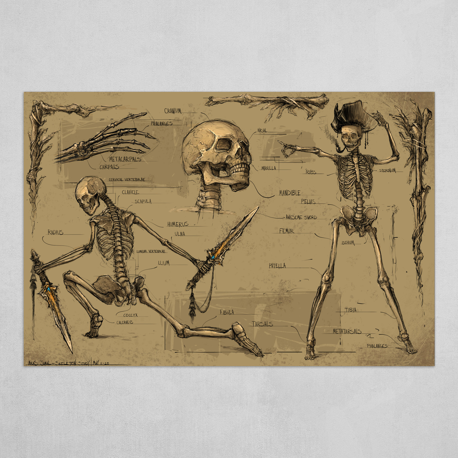 pirate skeleton drawing