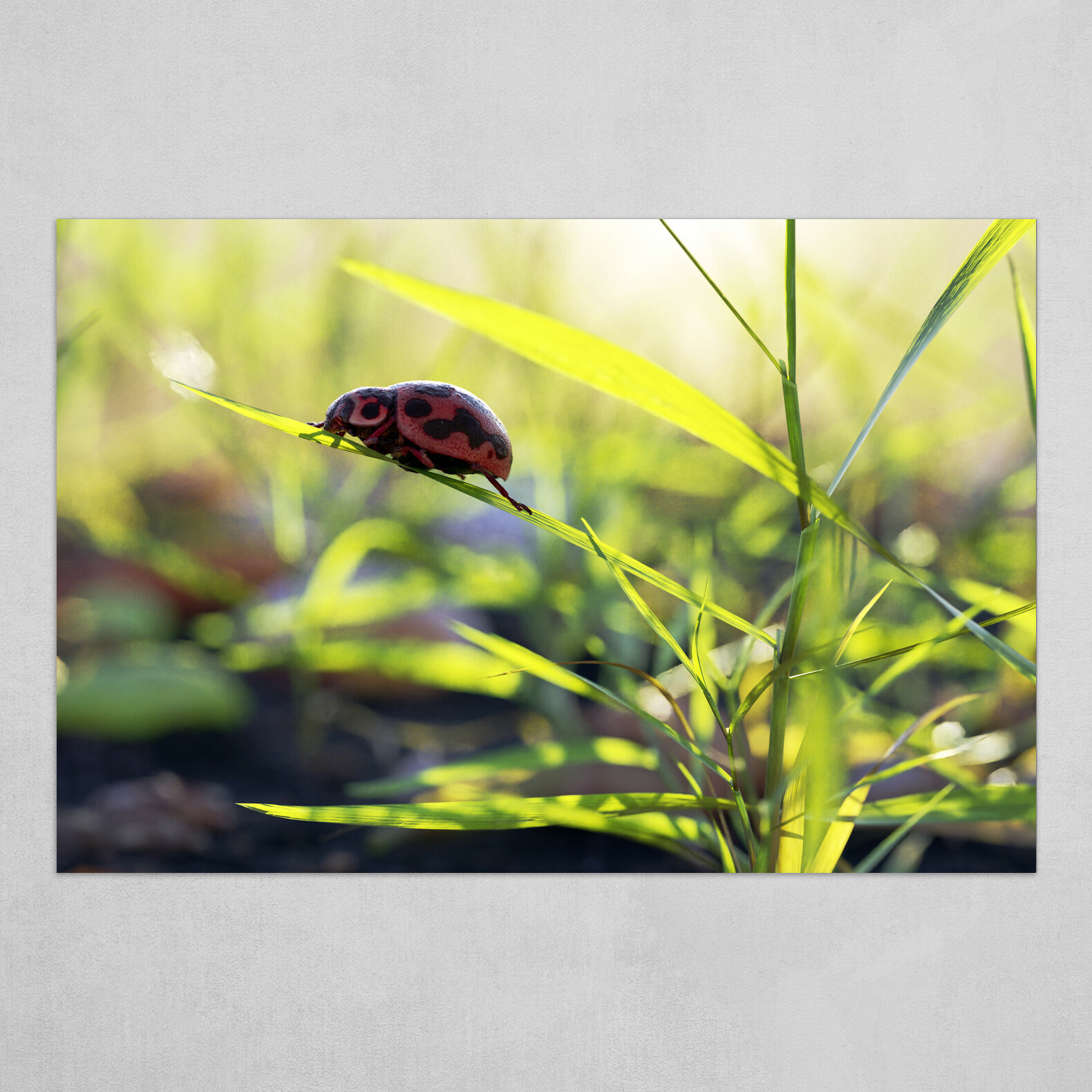 Payden Smith - The Ladybug