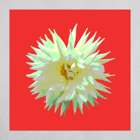 A white Dahlia flower in red background - posterize style by Vee Winch