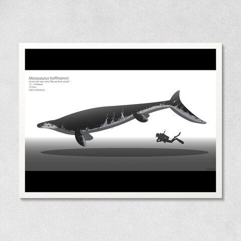 Mosasaurus hoffmannii 2022 Reconstruction Print by NatePaleoart