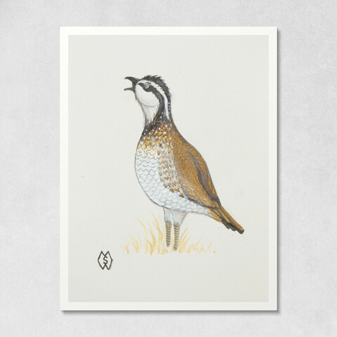 A bobwhite quail whistling a call by Matt Starr