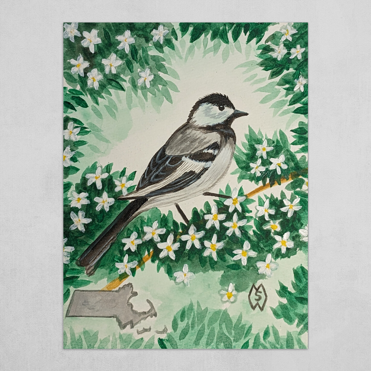 Matt Starr - Massachusetts state bird and flower, the chickadee and ...