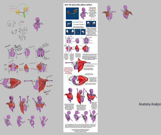 Artstation Anatomy Studies