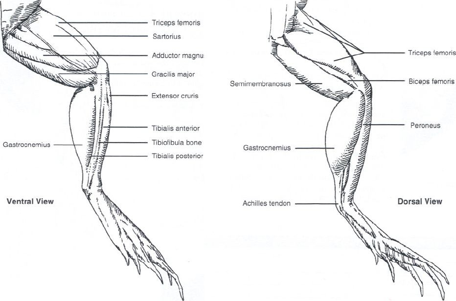 Frog Legs Anatomy