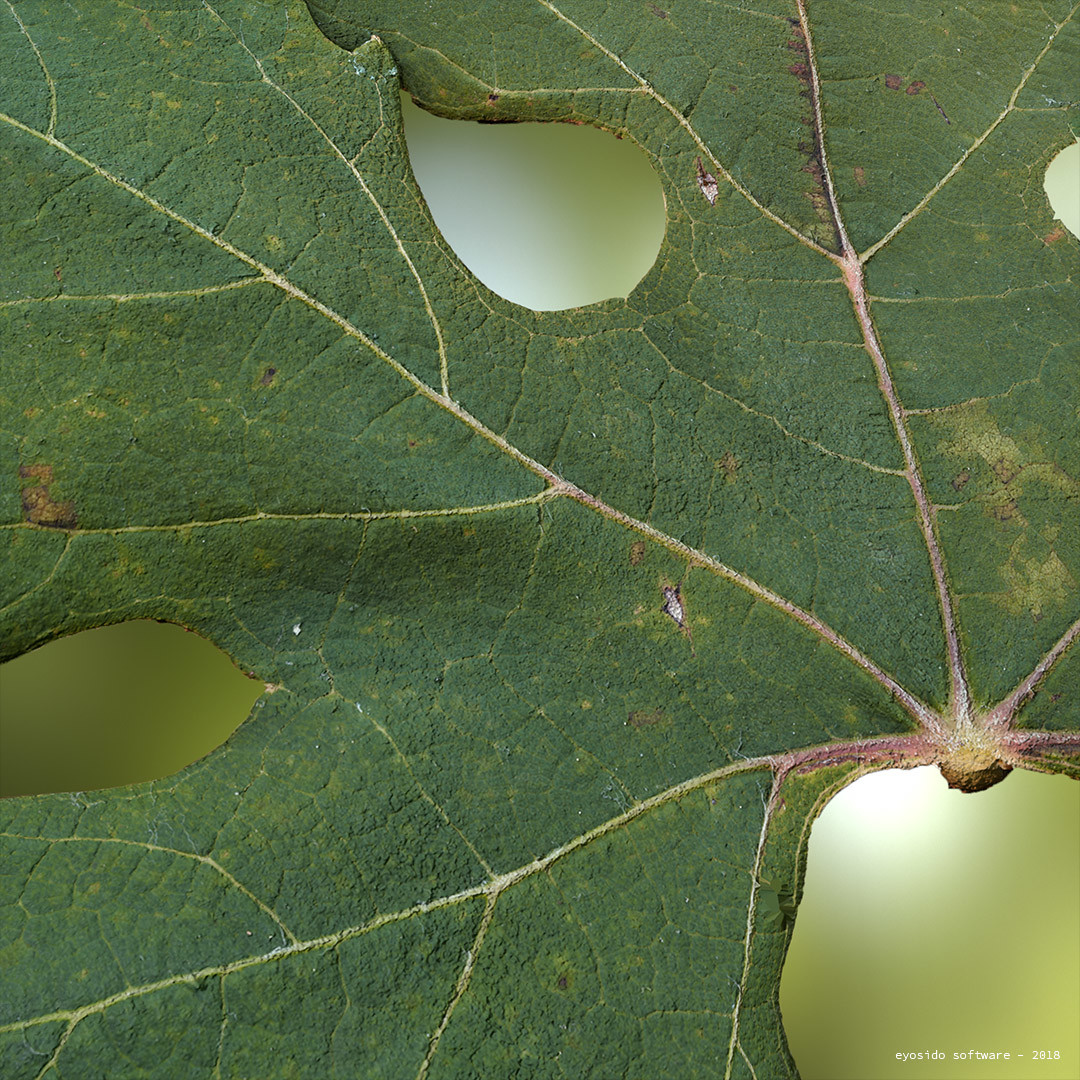 Olivier Lau - Experiment with 3 leaf scanning techniques