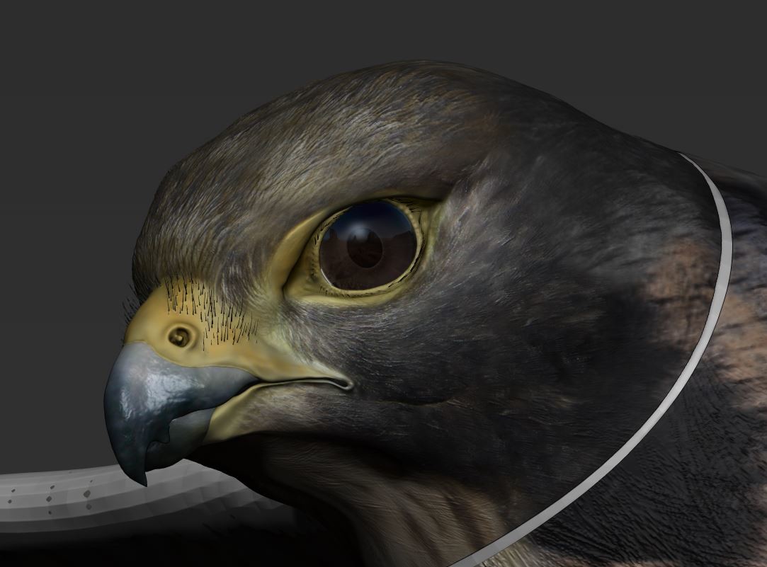 ArtStation - Peregrin Falcon early images. (WIP)