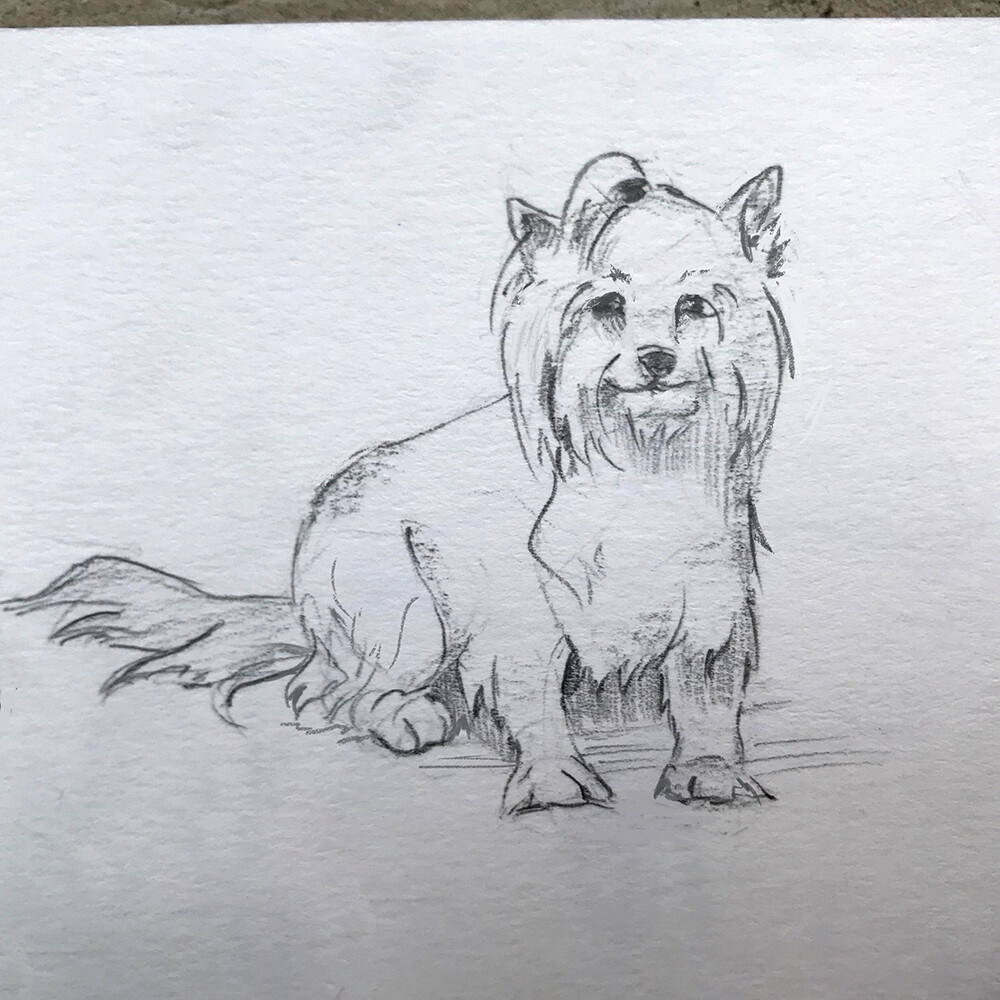 ArtStation - Yorkshire terrier sketches