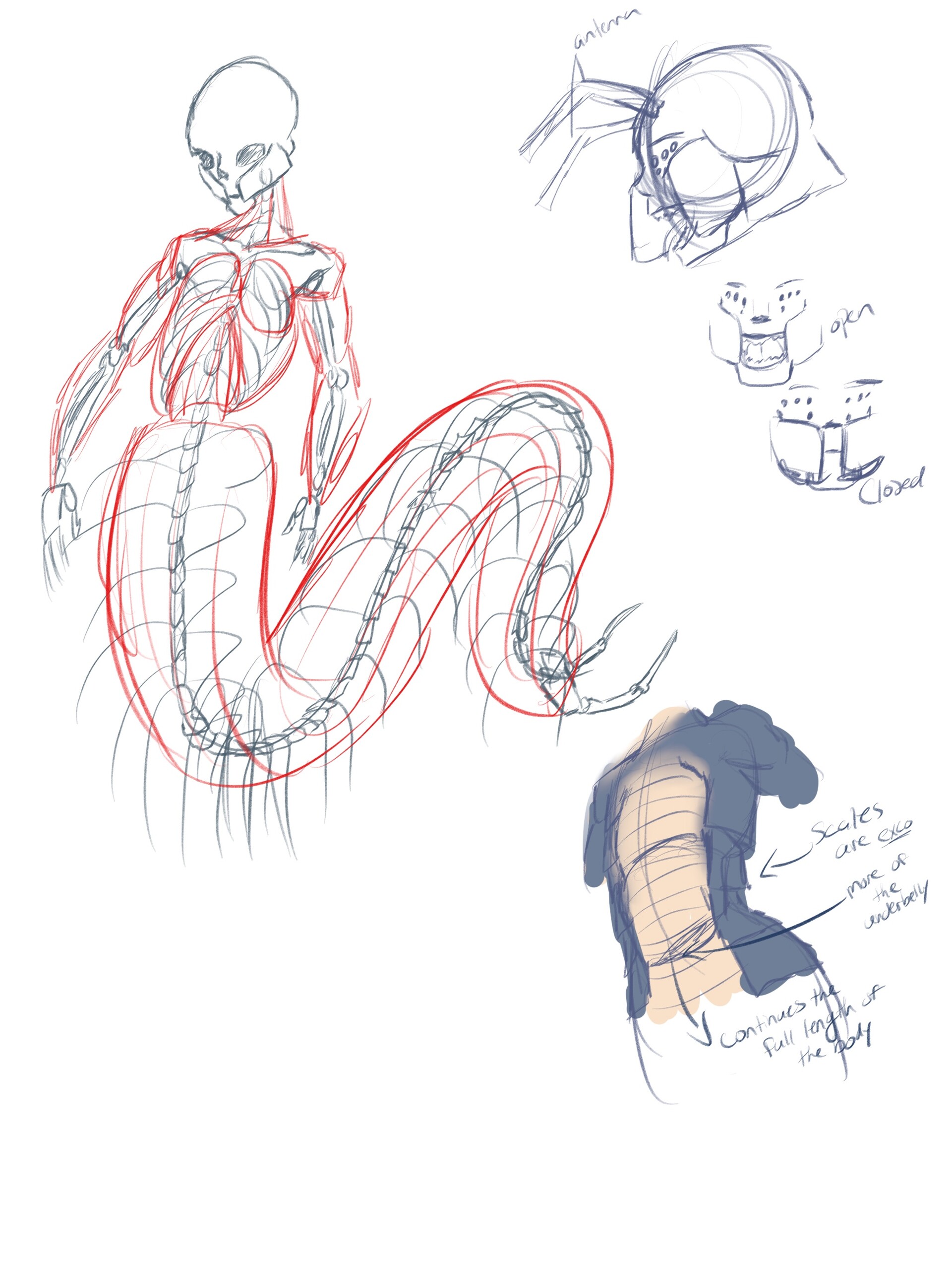 centipede drawing reference