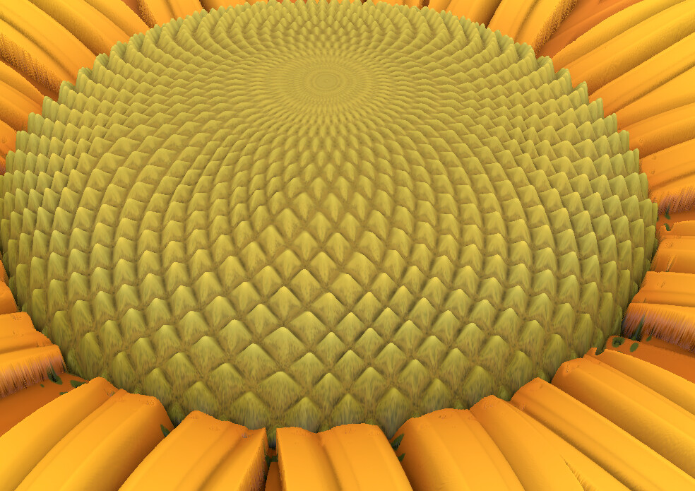 sunflower head fibonacci sequence