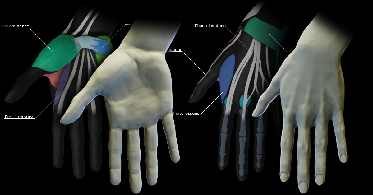 ArtStation - Anatomy study - Landmarks of the Hand