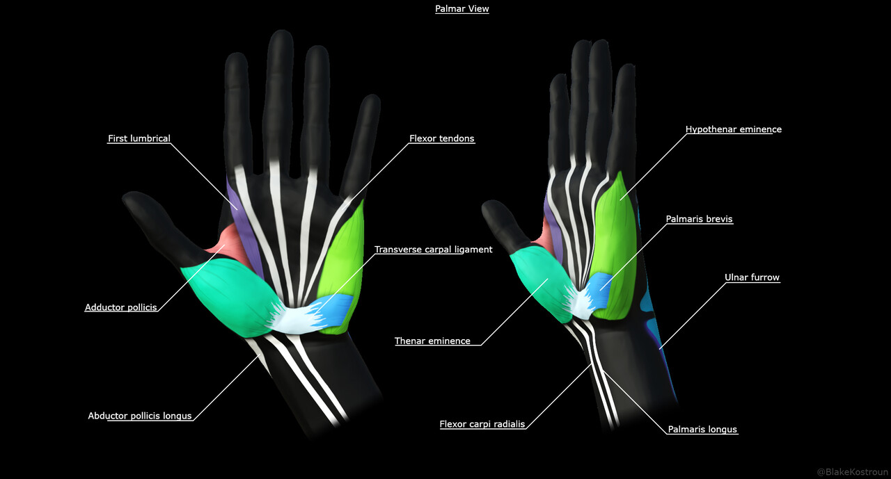 Blake Kostroun - Anatomy study - Landmarks of the Hand