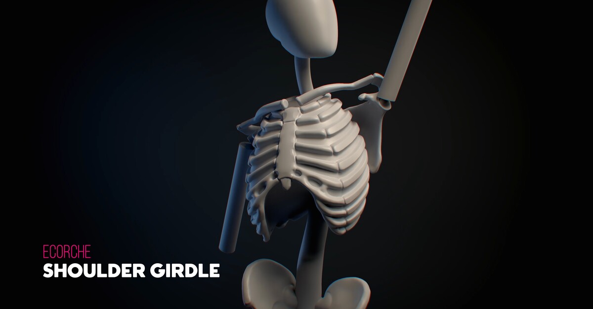 ArtStation - Ecorche