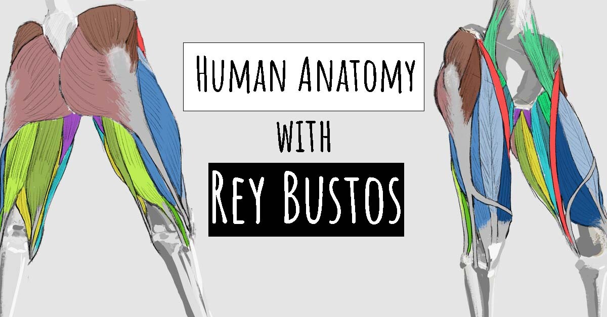 ArtStation - 21 - Human Anatomy with Rey Bustos - Part 1
