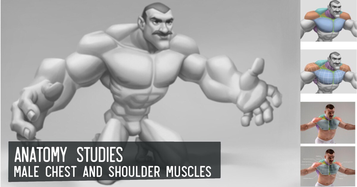 ArtStation - Anatomy Studies. Male shoulder and chest muscles.