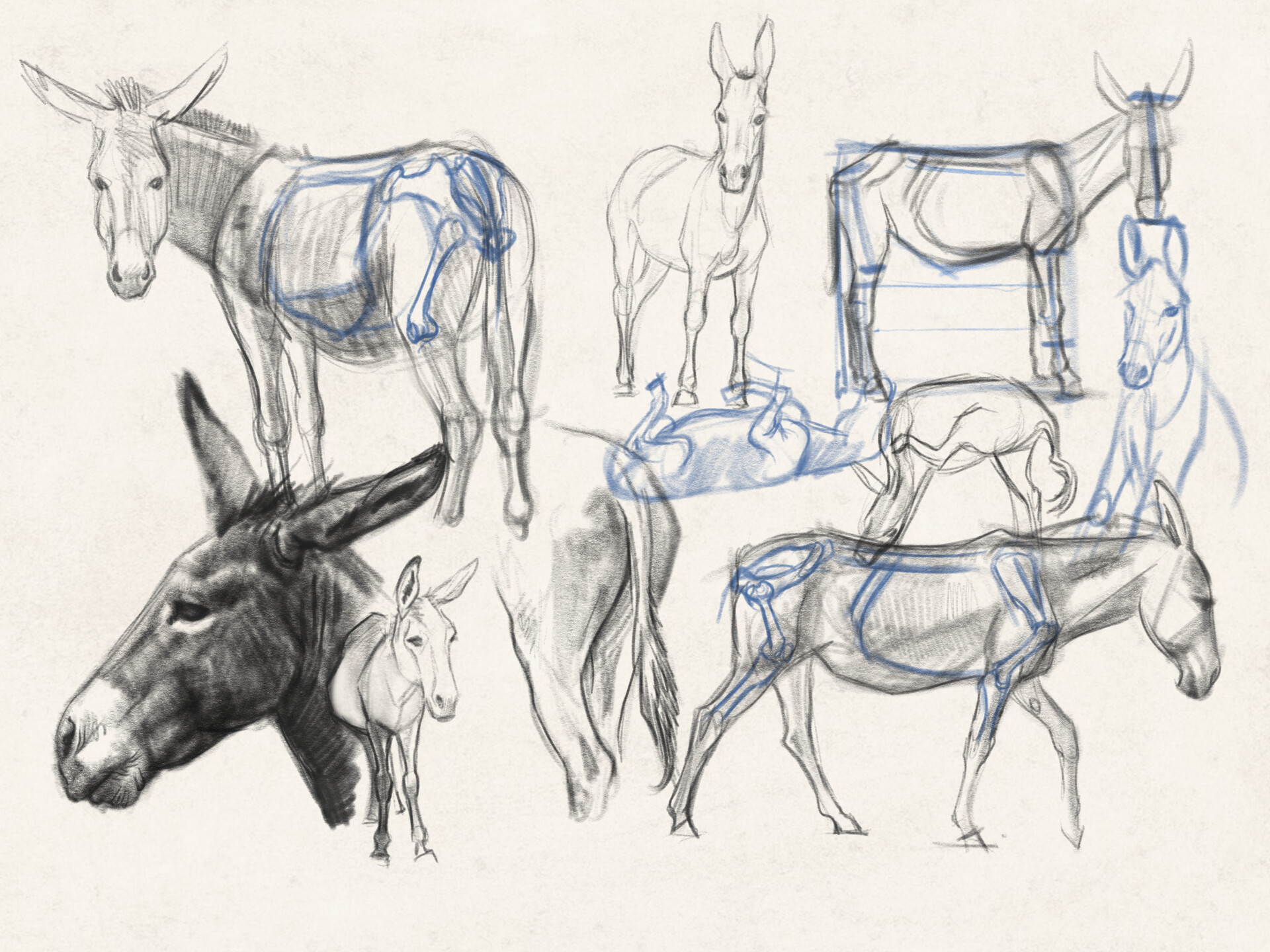 Aritz Basauri - Donkey - Modeling