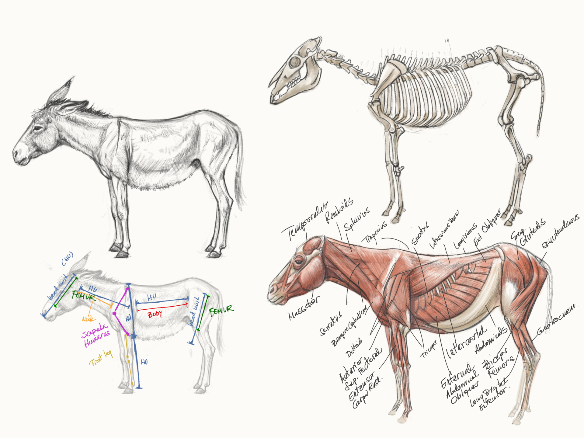 Aritz Basauri - Donkey - Modeling