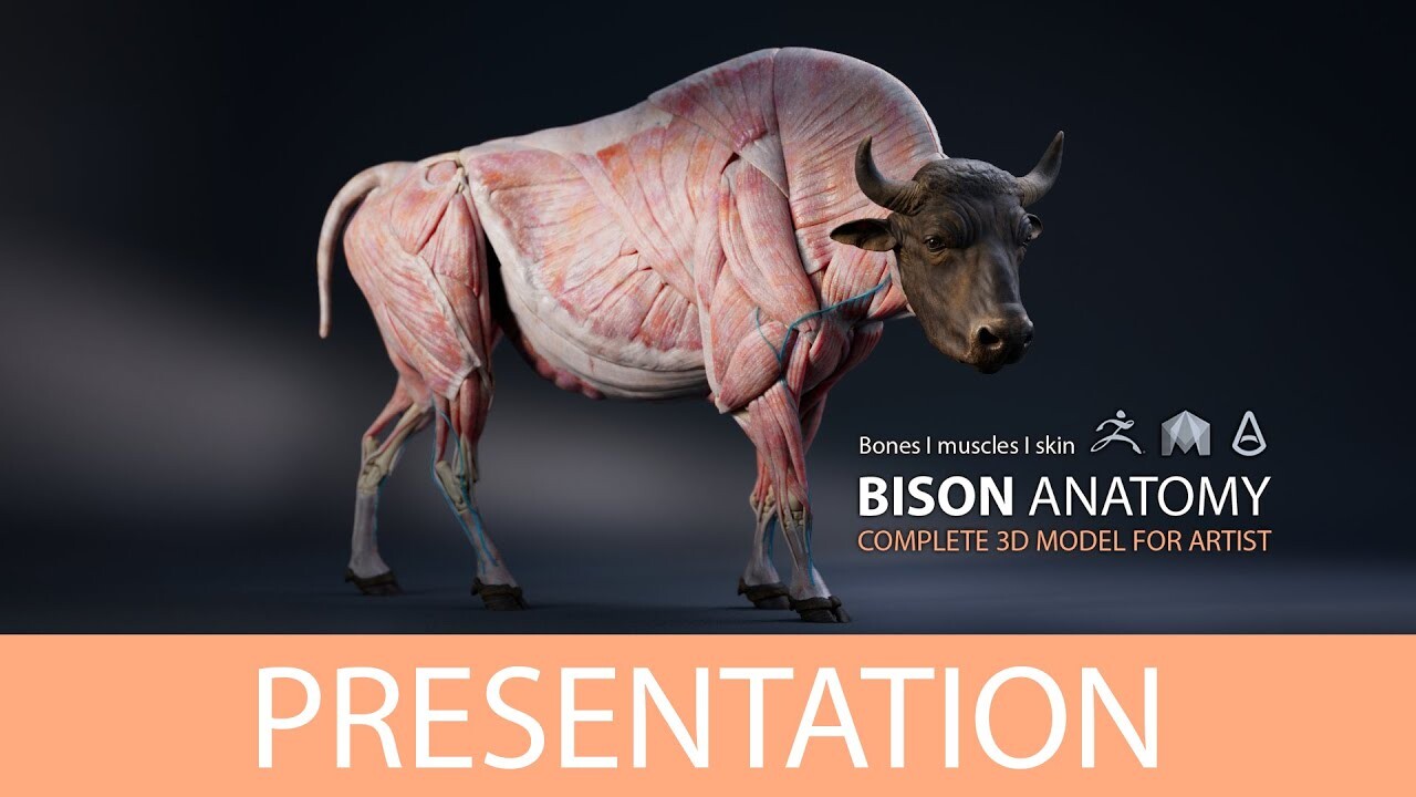 ArtStation - Bison Anatomy - 3D Model presentation