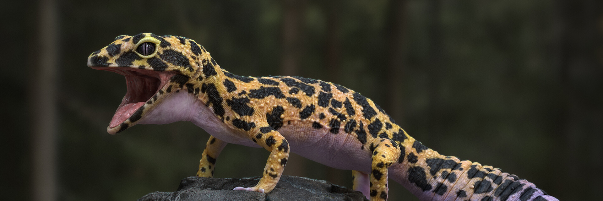 Leif Stalinsky - Portfolio