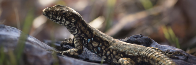 ArtStation - Nicolas Chiarot