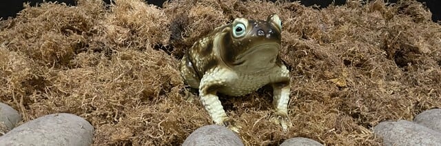 ArtStation - Ruby Pines