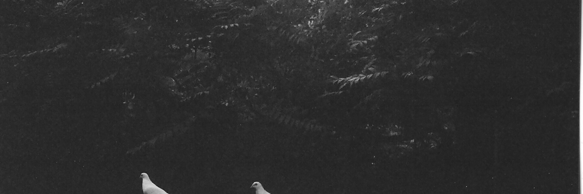 ArtStation - Dire Dire