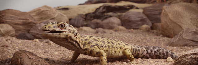 ArtStation - Max "Amber" Bellomio