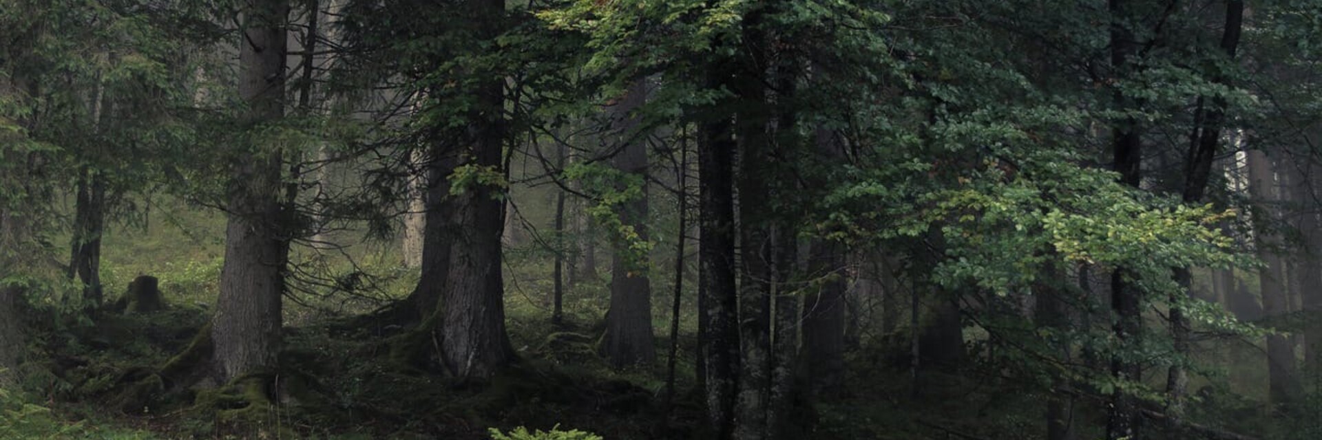 ArtStation - Walter Neumann