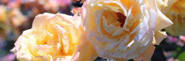 ArtStation - Rebecca Culp