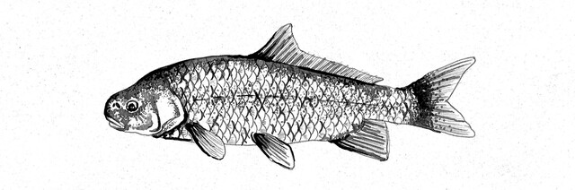 ArtStation - Ren Harris